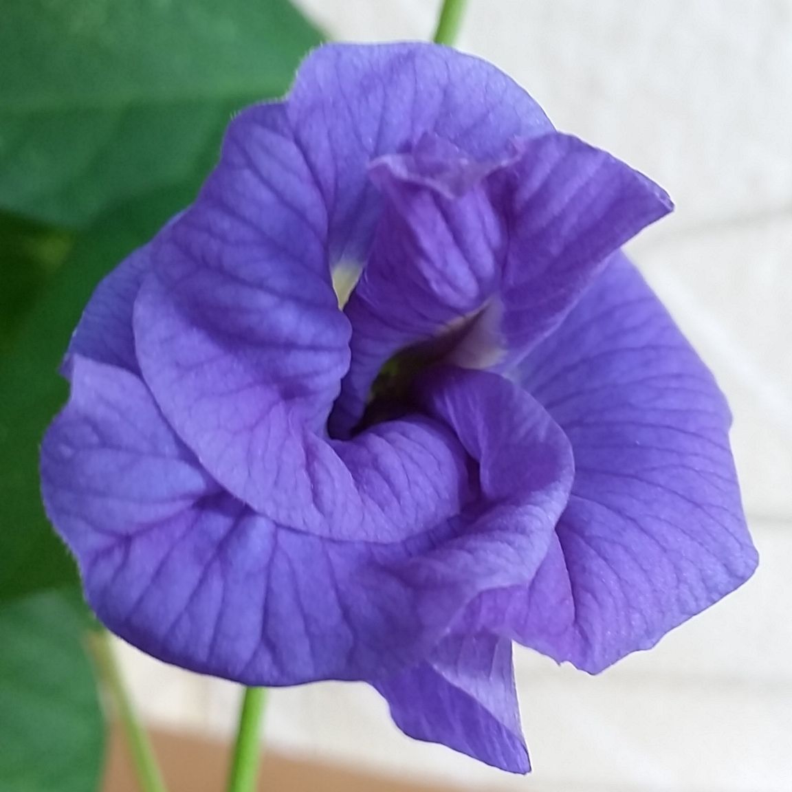 Flor Fada Azul 45g, Chá Azul de Clitoria ternatea (fada azul, cunhã, e ...