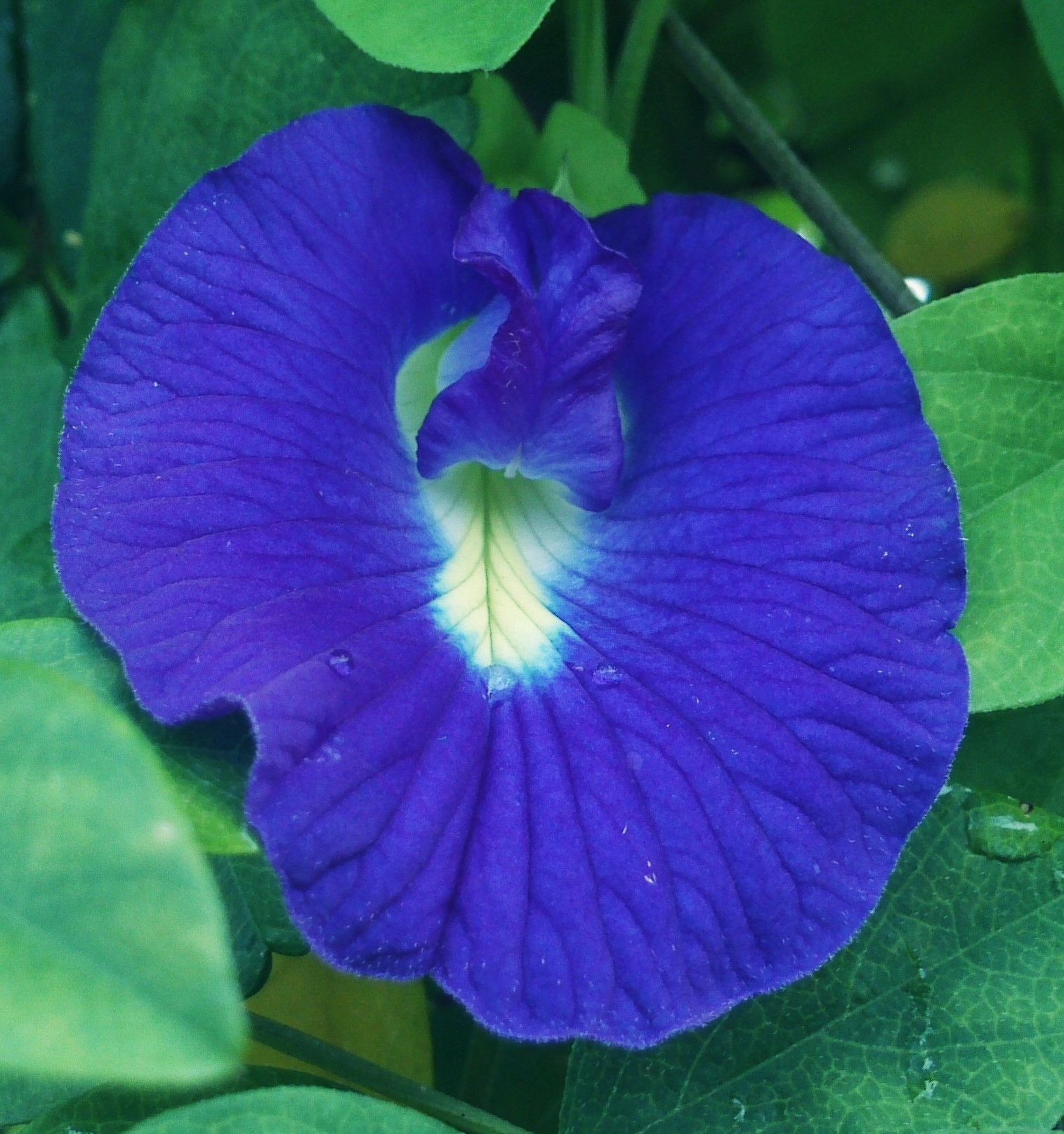 Pó Azul 18g de Flor Fada Azul - Flor Fada Azul, Clitoria ternatea