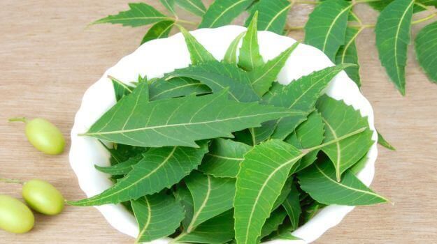 CHÁ DE NEEM INDIANO (NIM, Azadirachta Indica) - Armazém Santa Helena ...