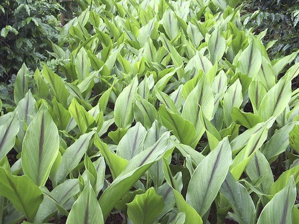 CHÁ DE ZEDOÁRIA (Curcuma Zedoaria Roscoe) - Armazém Santa Helena ...