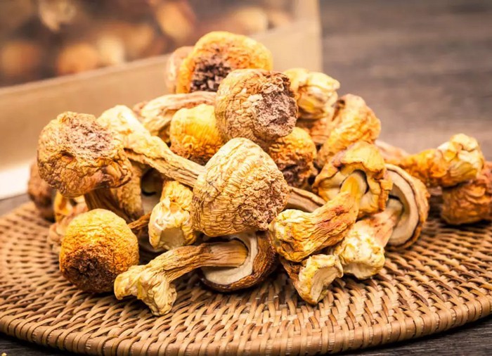 COGUMELO DO SOL (Agaricus Blazei Murril) - COM LAUDO DE QUALIDADE ...