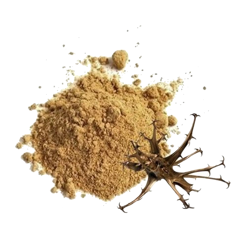 CHÁ DE GARRA DO DIABO EM PÓ (Harpagophytum Procumbens) - COM LAUDO DE ...