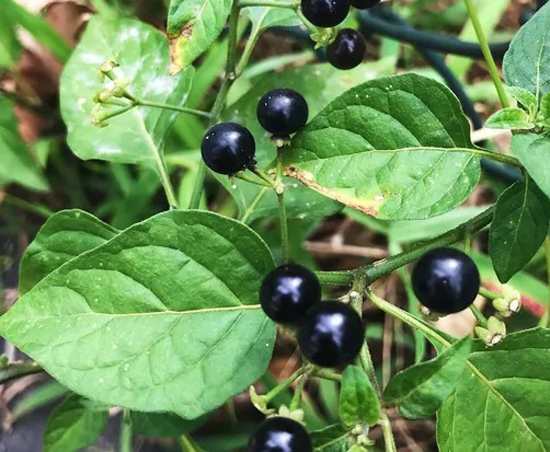 CHÁ DE ERVA MOURA (Solanum Americanum) - Armazém Santa Helena | Grãos ...