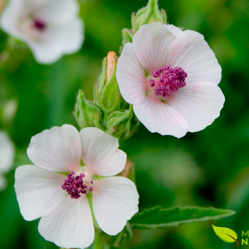 CHÁ DE ALTÉIA / MALVARISCO (Althaea Officinalis L.) - COM LAUDO DE Q ...