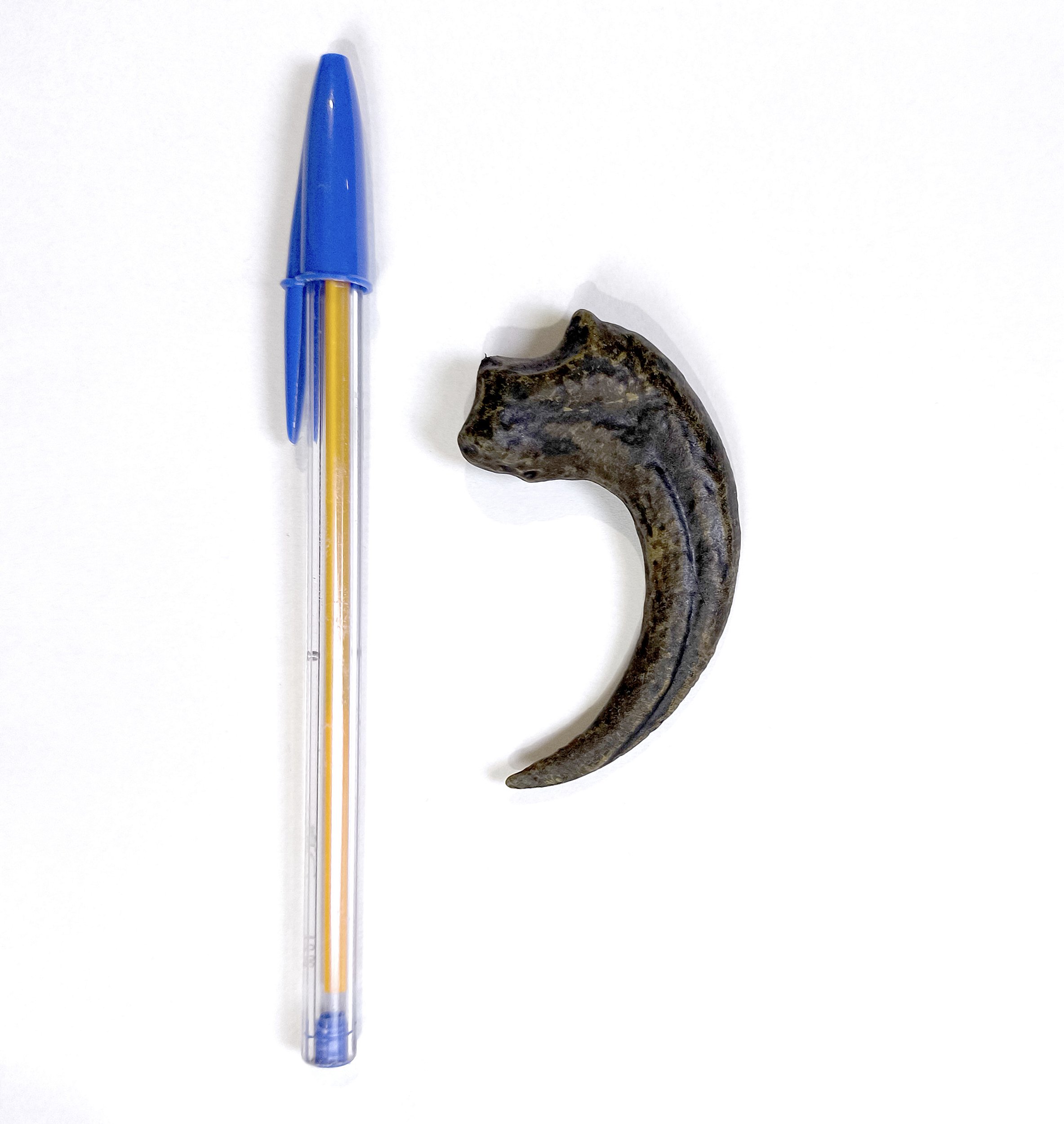 GARRA DE VELOCIRAPTOR RÉPLICA DE FÓSSIL EM RESINA TAMANHO REAL ...