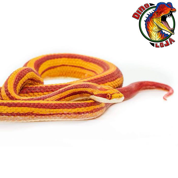 COBRA DO MILHO SAFARI LTD CORN SNAKE INCREDIBLE CREATURES RÉPLICA DE ...