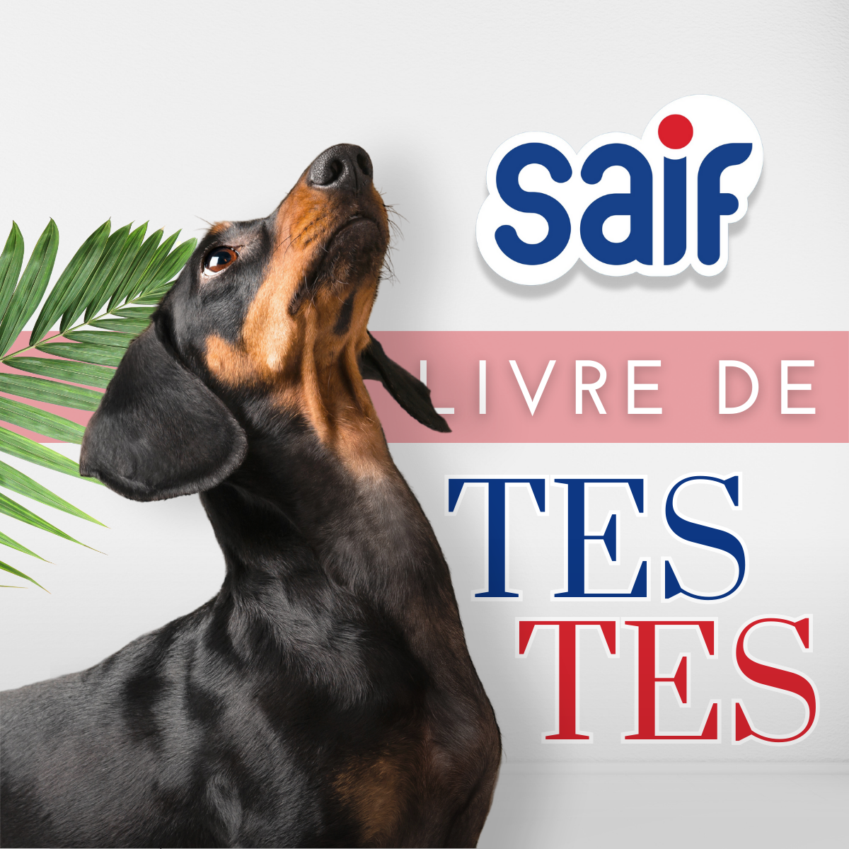 Limpador Tira Mofo E Limo Cloro Concentrado Saif 5L, Saif, Removedor De ...