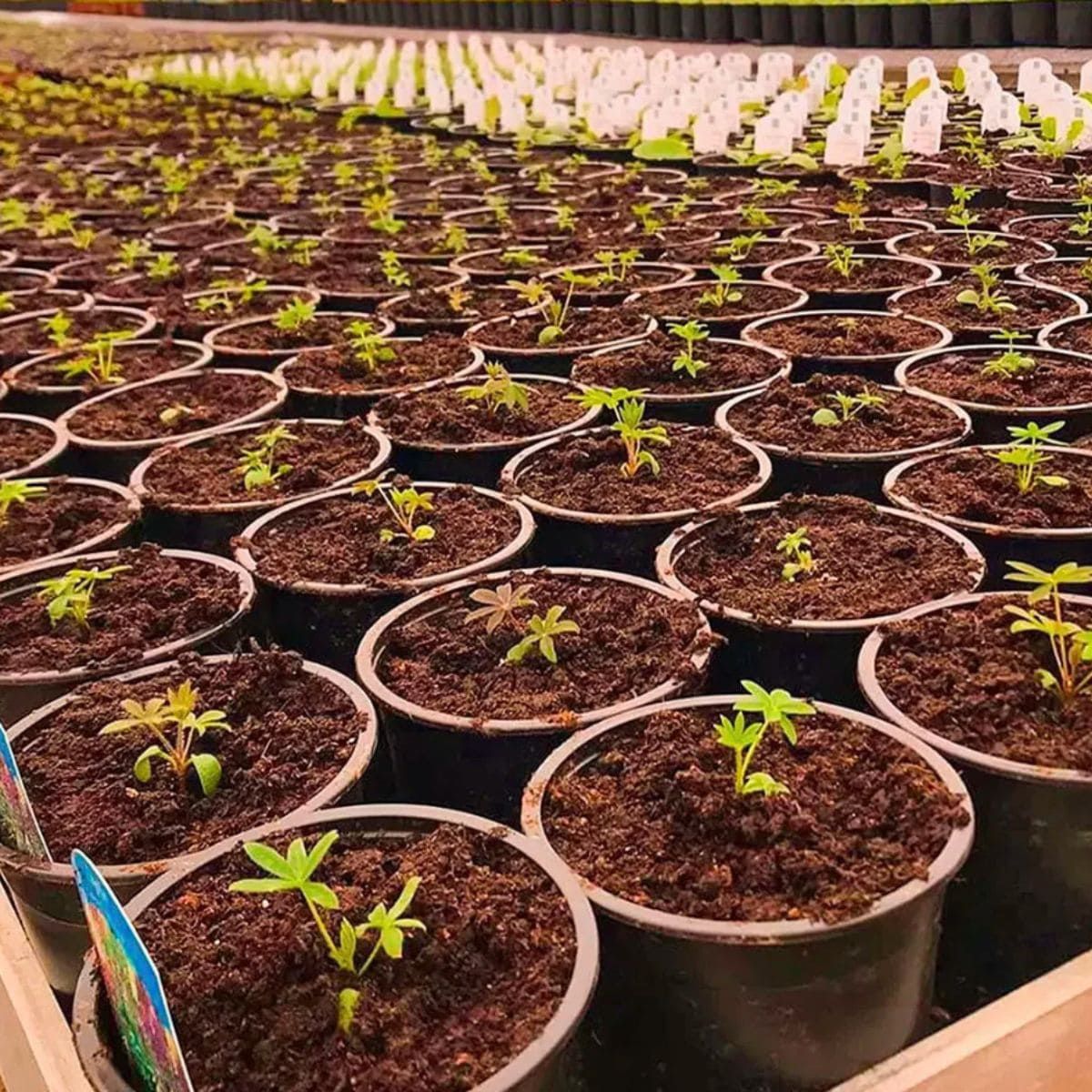 Vaso Pote de Muda 15 - Compre Online - Broto do Lar - Broto do Lar ...