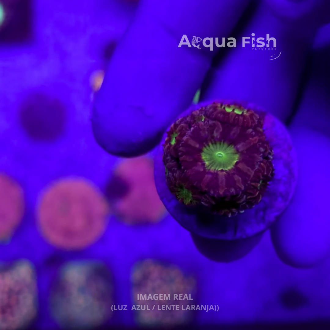 Blastomussa Merletti - Acqua Fish: Um pedaço do oceano na sua casa!