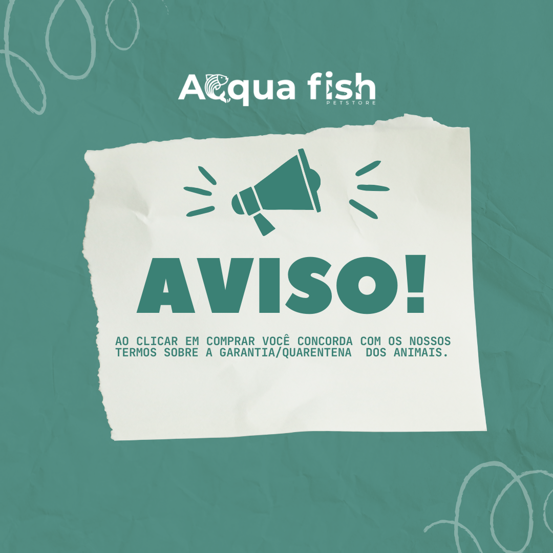 Bicolor Angelfish - Acqua Fish: Um pedaço do oceano na sua casa!