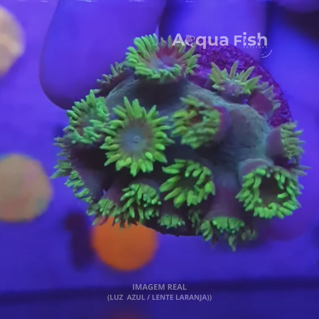 Pagoda Green Cup - Acqua Fish: Um pedaço do oceano na sua casa!