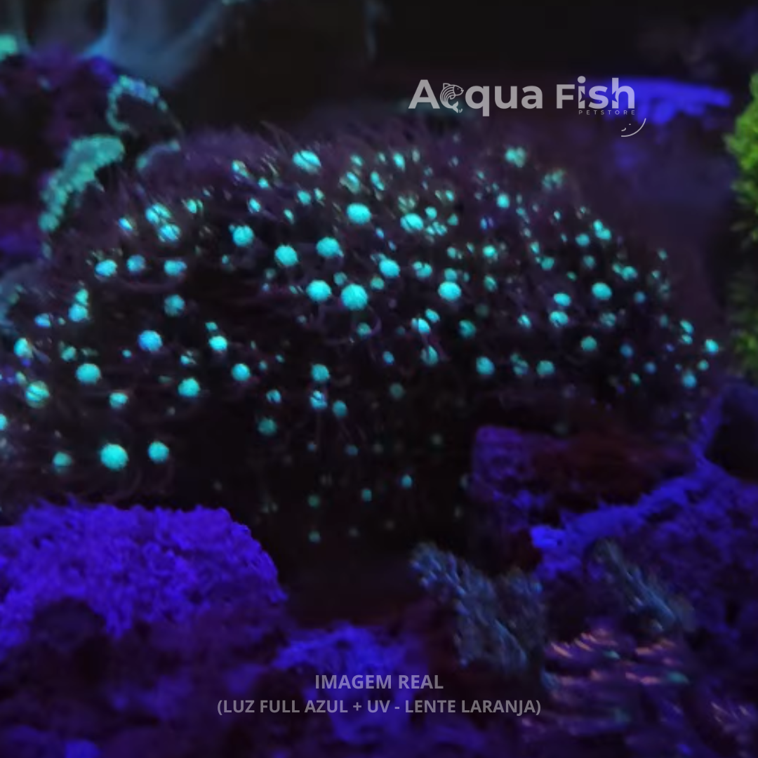 Purple/Brown Star Polyps GSP - Acqua Fish: Um pedaço do oceano na sua casa!