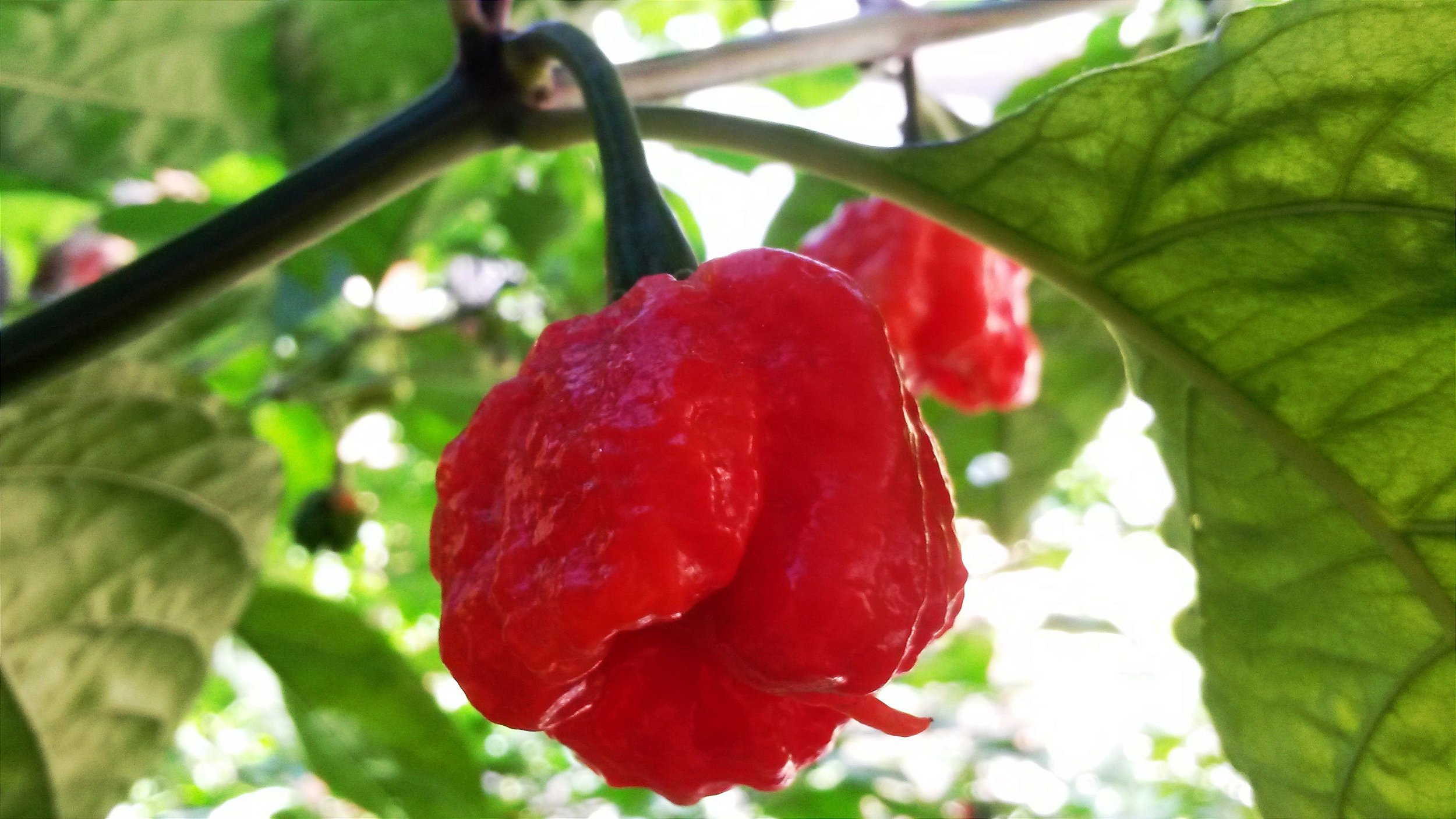 Pimenta Carolina Reaper In Natura | Pimenta Severino’s - Pimenta Severino's