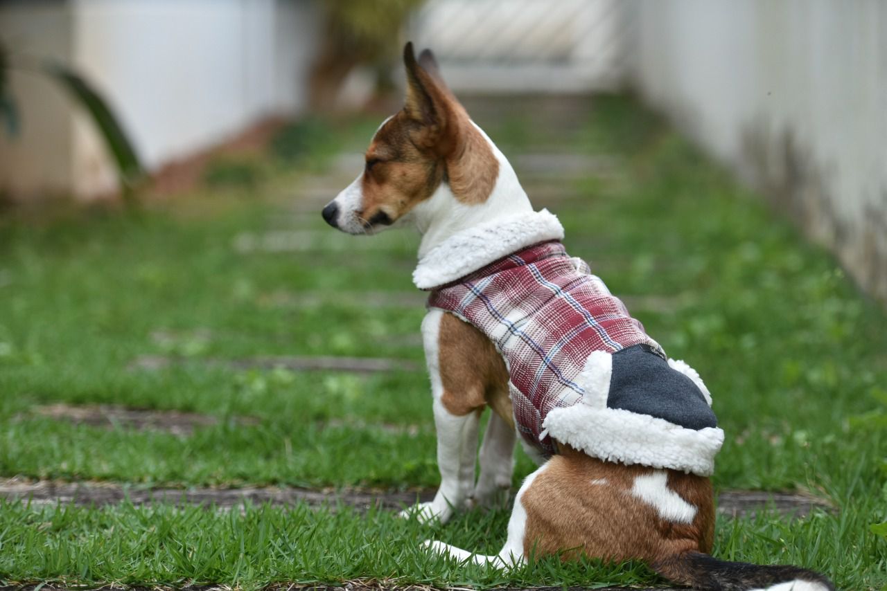 Capa London para cachorro cor Magenta| Lindog's Moda - Roupa para ...