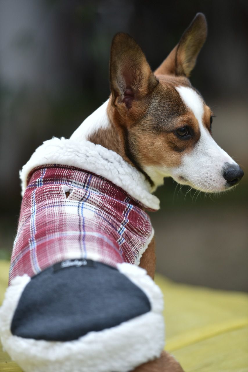 Capa London para cachorro cor Magenta| Lindog's Moda - Roupa para ...