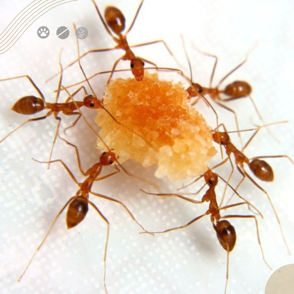 Mata formiga FormiHouse gel 10g Insetimax Formicida prático - Sens ...