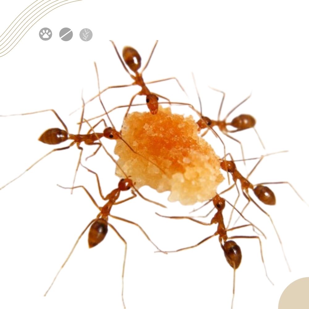 K-othrine Gel Formiga 10g Eficiente Formigas Doceiras - Sens Agropet ...