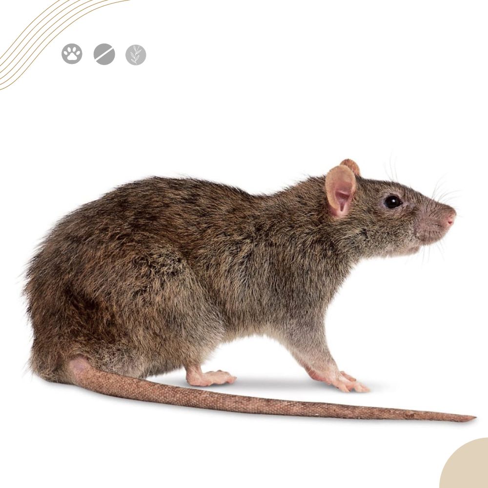 Isca Atrativa Bloco Eficaz Ratos Ratazanas Camundongos Roden - Sens ...