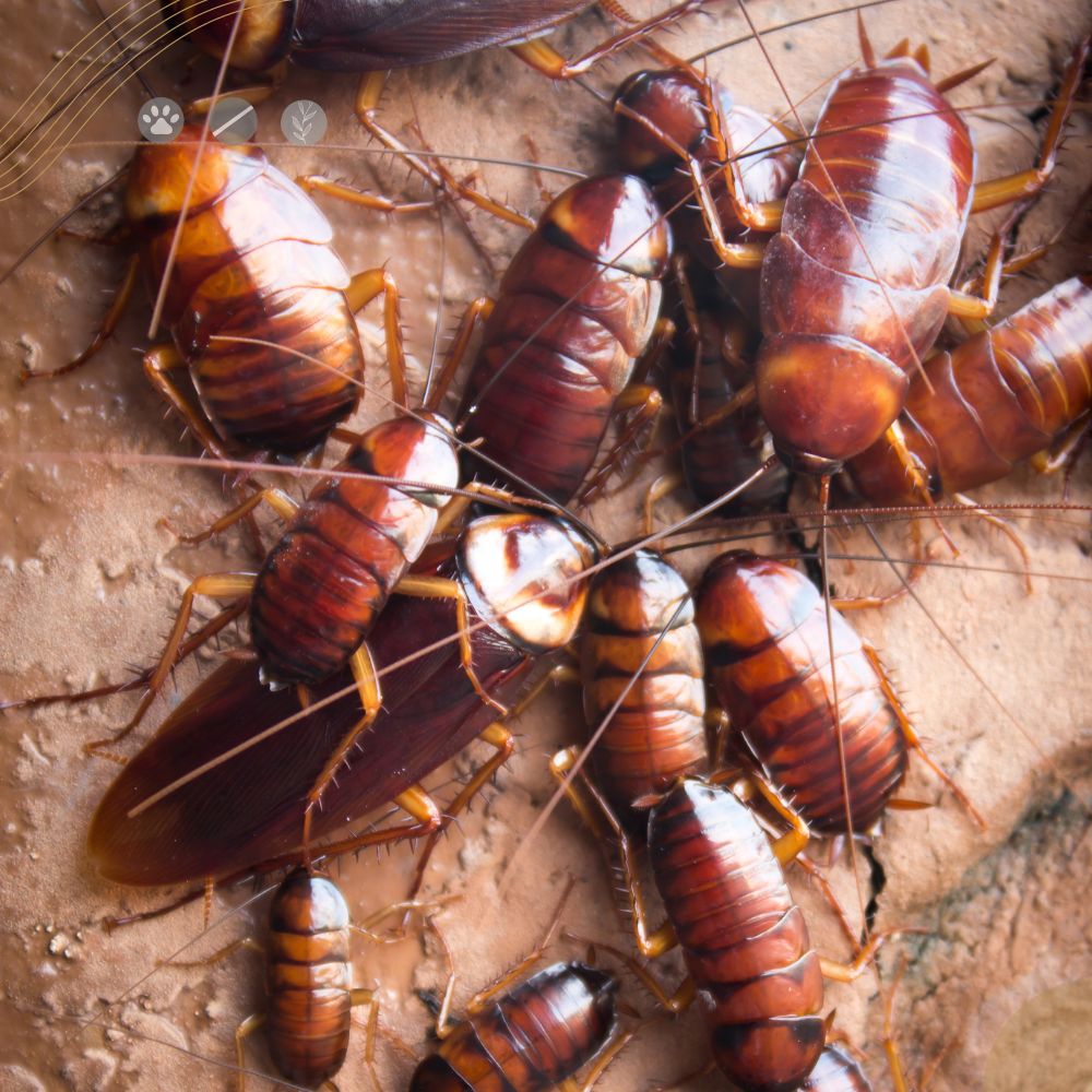 KIT Straik Mata BARATA + Mata FORMIGA gel seringa 10g STRAIK - Sens ...