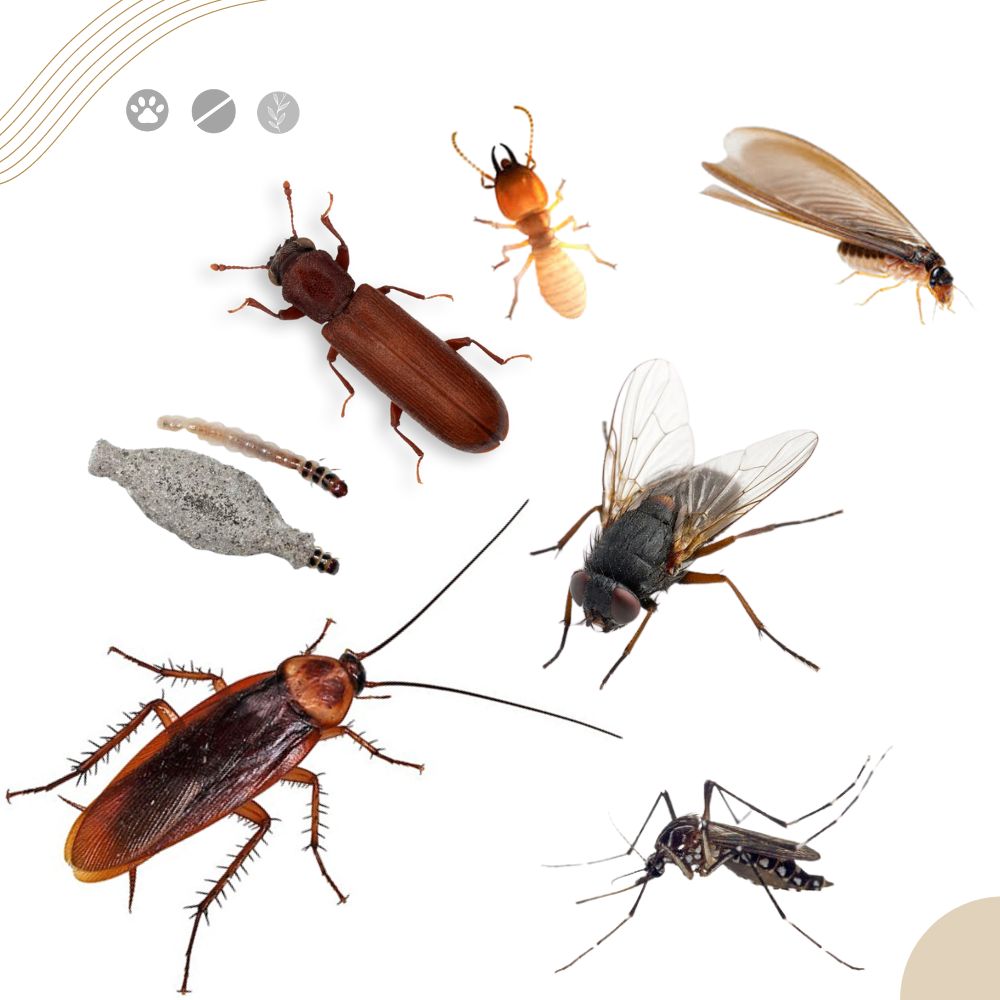 K-Othrine CE 25 1L-Bayer Mata Formiga, Barata, Mosca, traças - Sens ...