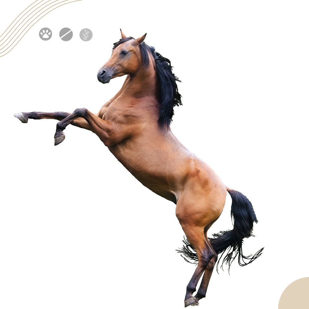 Ngf-5 Pomada 100g Anti Inflamatória Analgésica Veterinária - Sens ...