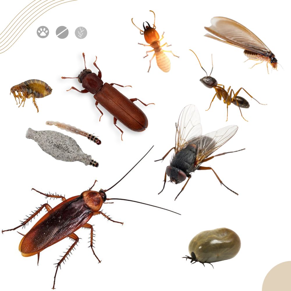 K-othrine CE 25 250ml Mata Barata Formiga Cupim - Bayer - Sens Agropet ...