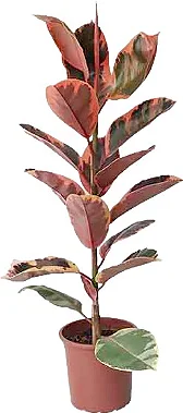 Arranjo de Ficus Elástica Rubi no Vaso | Entrega RJ | Jardineiros.net ...