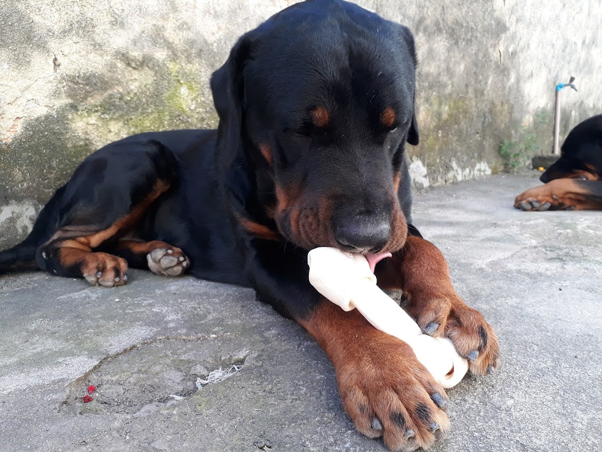 Osso de Couro Bovino Petisco Mastigável Vários Tamanhos - Dupet ...