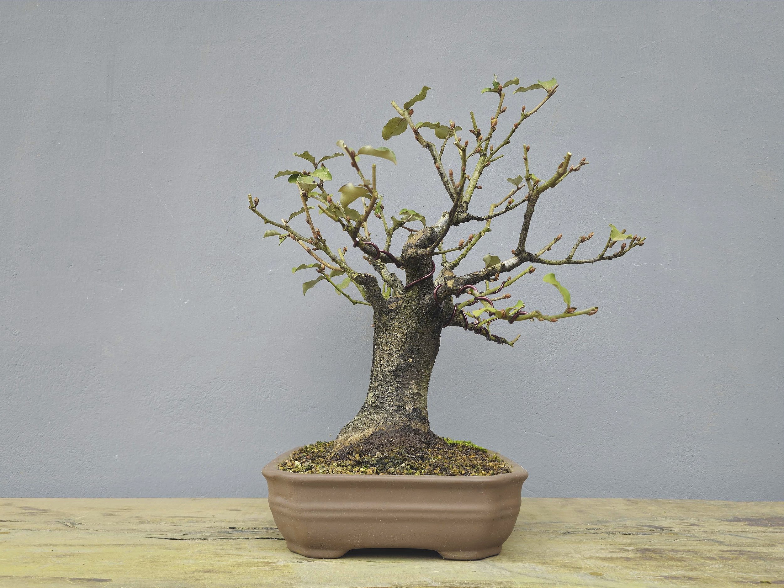 Bonsai Elaeagnus pungens 13 Anos - Yama-en Bonsai | Comprar Bonsai Online | Insumos ...