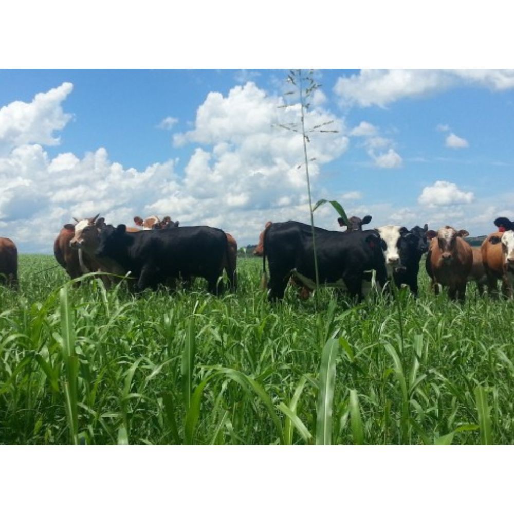 Capim Sudão BRS Estribo 30kg - Agrocampo Giordani: Produtos ...