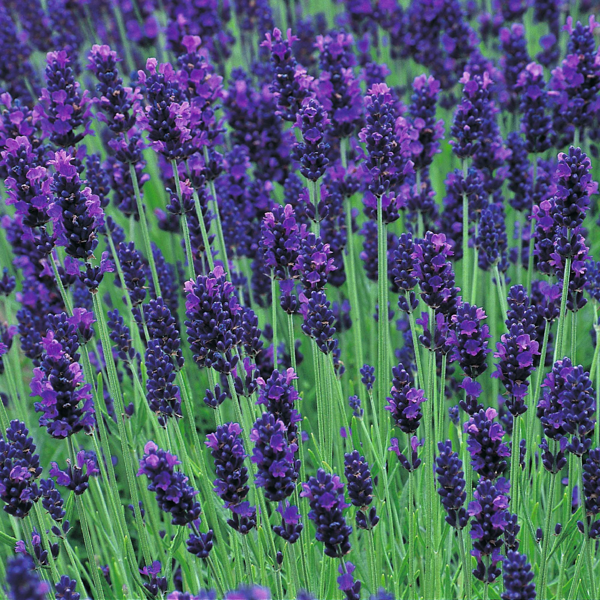 Comprar Sementes de Lavanda (Alfazema) - Lavandula angustifolia ...