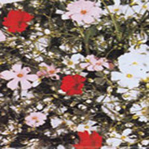 Comprar Sementes de Mosquitinho Sortido - Semente Rara - Venda de ...