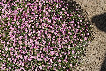 Comprar Sementes de Mosquitinho Sortido - Semente Rara - Venda de ...