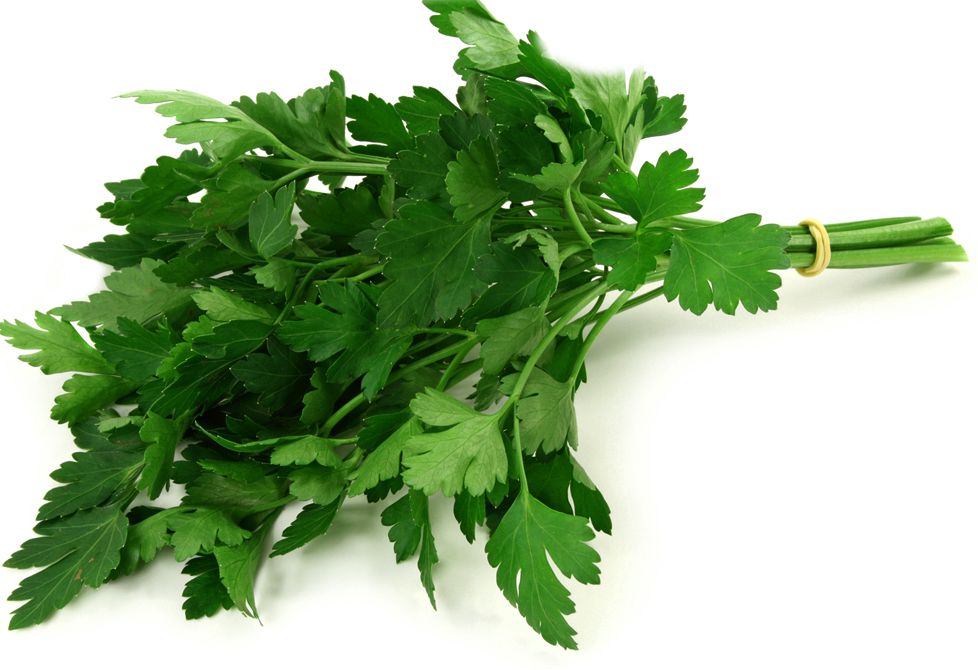 Comprar Sementes de Salsa Gigante Italiana ORGÂNICO - Semente Rara ...