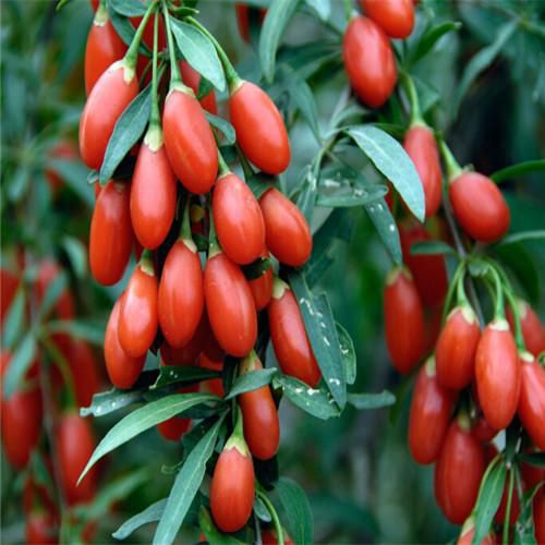 Comprar Sementes de Goji Berry - Semente Rara - Venda de Sementes Para ...