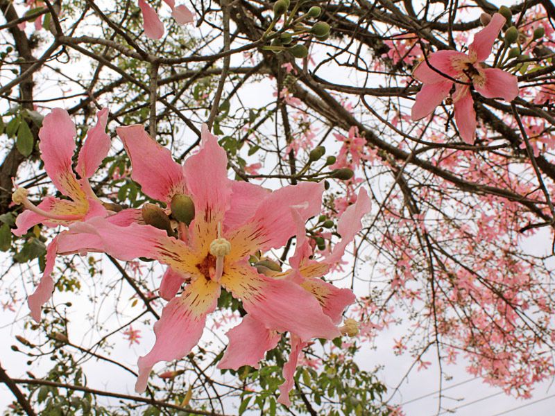 Comprar Sementes de Paineira Rosa - Paina Rosa (Chorisia Speciosa ...