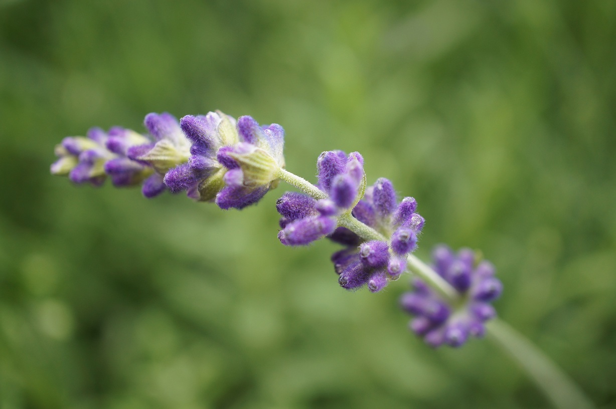 Comprar 50 Sementes de Lavanda (Alfazema) - Lavandula angustifolia ...