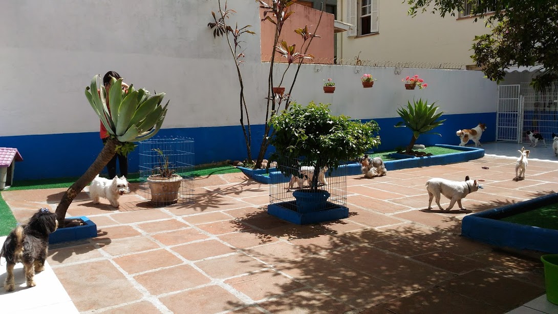 Serviço de Creche para Cães - Puppyshow Clínica Veterinária e Pet Center
