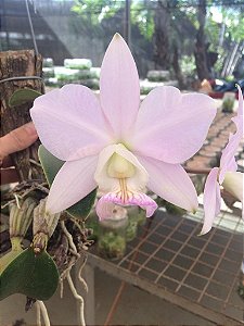 Nobilior - Orquidario Ibanez