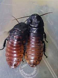 Barata de madagascar - Artexotics acessorios e terrarios para repteis