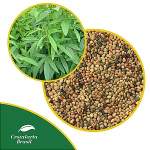 Crotalárias - Juncea - spectabilis - Ochroleuca