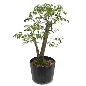 ABC do Bonsai