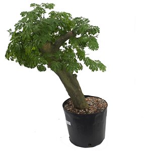 ABC do Bonsai