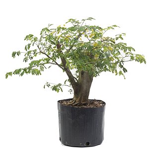 ABC do Bonsai
