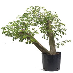 ABC do Bonsai