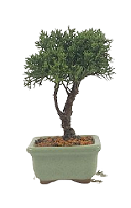 ABC do Bonsai