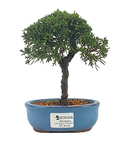 ABC do Bonsai