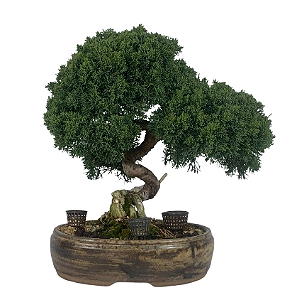 Variedades mais indicadas para Bonsai