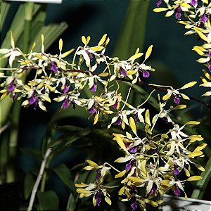 Mini e Micro Orquídeas - Orquídeas & Cia