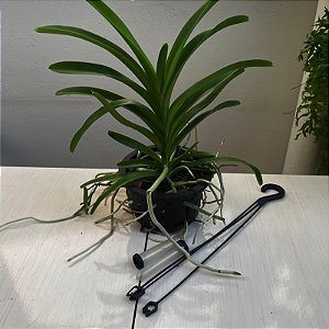 Vandaceas - Orquídeas & Cia